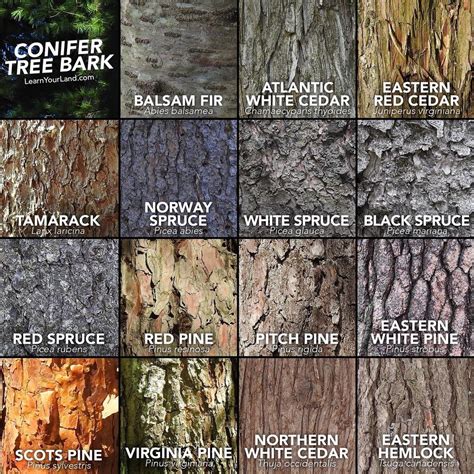 Conifer Trees Identification Bark Features And Clues