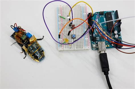 Meet Japans Cyborg Cockroach Coming To A Disaster Area Near You The Straits Times