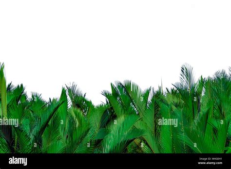 Nypa Fruticans Wurmb Nypa Atap Palm Nipa Palm Mangrove Palm Green Leaves Of Palm Isolated