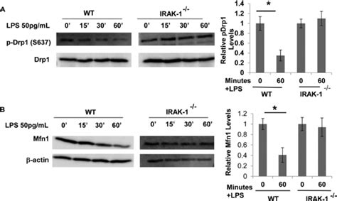 A Super Low Dose Of Lps Promotes Mitochondrial Fission While