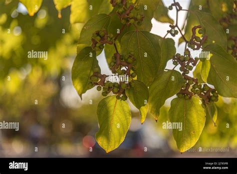 Ligustrum Lucidum Leaves And Flowers On Blue Background Tree Native To