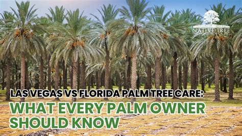 Las Vegas Vs Florida Palm Tree Care What You Should Know