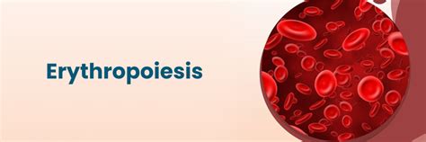 Eritropoyesis El Proceso De Formación De Glóbulos Rojos