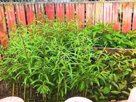 Willow Hybrid Tree Salix X Matsudana X Alba Level Up Garden