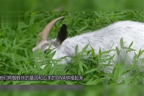 你的皮肤怎么才能防弹为什么只需要添加一些蜘蛛丝涨知识 防弹 才能 皮肤