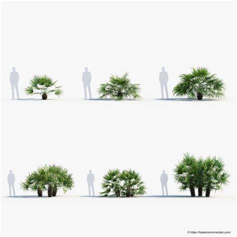 Rhapidophyllum Hystrix Needle Palm 3d Turbosquid 2041504