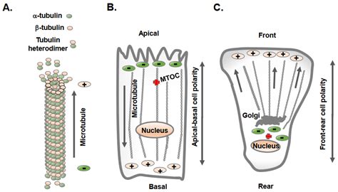 Microtubules In A Cell
