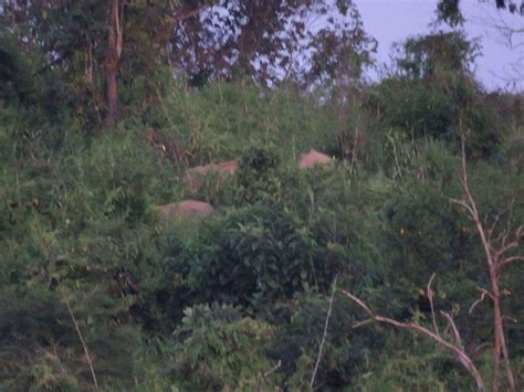 သာပေါင်းမြို့မှာ ဆင်နင်းခံရလို့ အမျိုးသား ၁ ဦးသေဆုံး Ayeyarwaddy Times