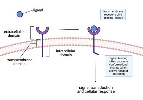111 Ligands And Receptors College Biology I