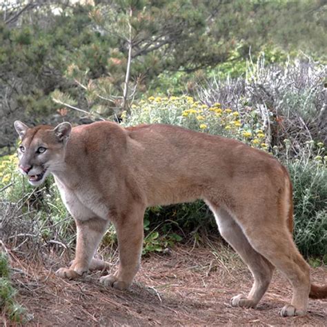 Wildlife And Birds Discover Point Lobos