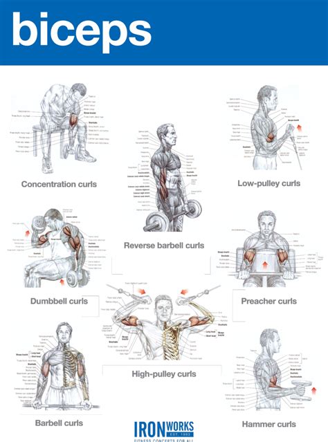 Blogarticleback Traps And Biceps Workout 37 Iron Works Bodybuilding