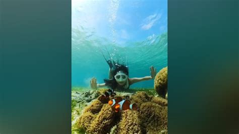 🐠 니모를 찾아서 찾았다 네이버 Tv