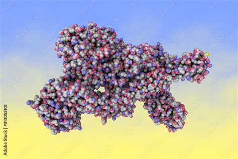 Space Filling Molecular Model Of The Human Complement C3b In Complex With Smallpox Inhibitor Of
