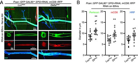 Delta Knockdown In Spg Remodels The Glial Neural Lamella Ecm Around The