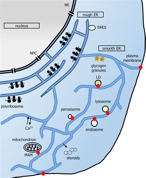 A Schematic Of Mammalian Er Nuclear Pore Complexes Npcs Gate Download Scientific Diagram