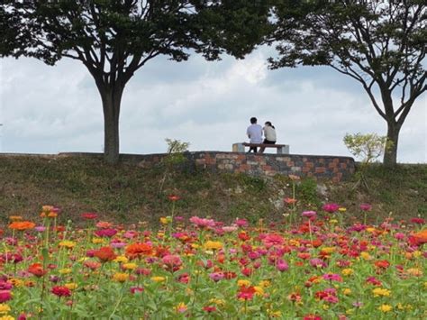 장성 황룡강 가을꽃축제 전라남도 장성군 가볼만한곳