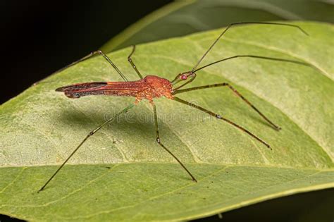 Adult Assassin Bug Stock Image Image Of Detail Insect 283678439