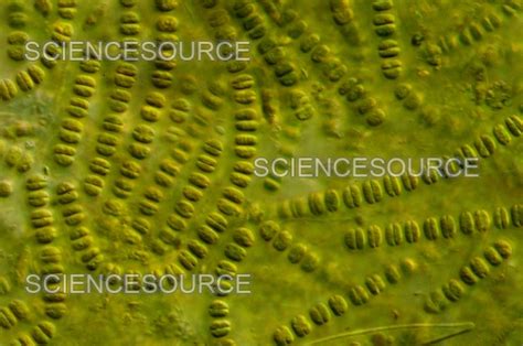 Filamentous Cyanobacteria Stock Image Science Source Images