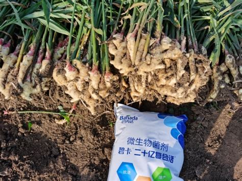 大姜种植到收获管理明年大姜该怎么种 大姜种植 烟台巴内达进出口有限公司