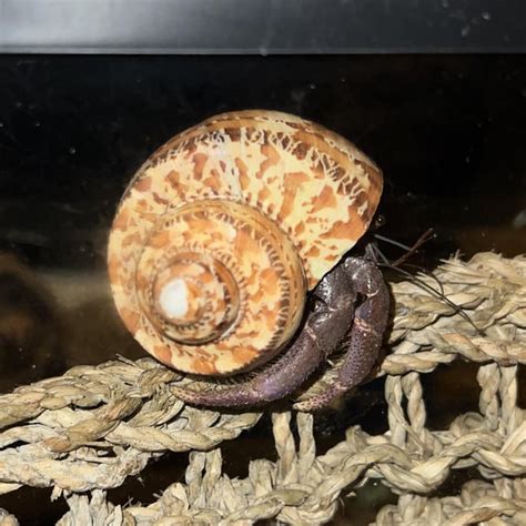 Can Someone Please Explain How To Prepare Facs Controls R Labrats