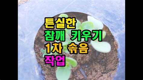 튼실한 참깨 키우기 1차 솎음 작업 참깨재배 YouTube