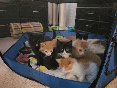 295 Best Soft Kitty Images On Pholder Aww Bigbangtheory And Tuckedinkitties