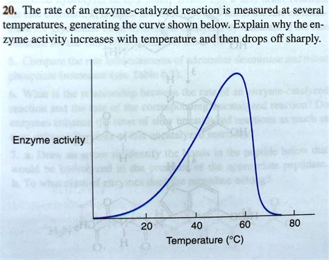 20 The Rate Of An Enzyme Catalyzed Reaction Is Measured At Several Temperatures Generating The