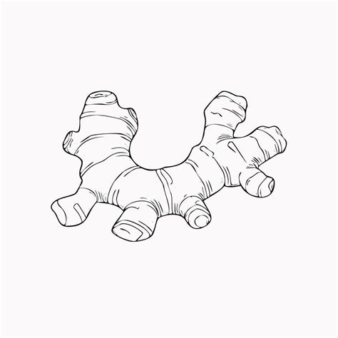 Ginger Vegetable Food Organic Fresh 49564548 Vector Art At Vecteezy