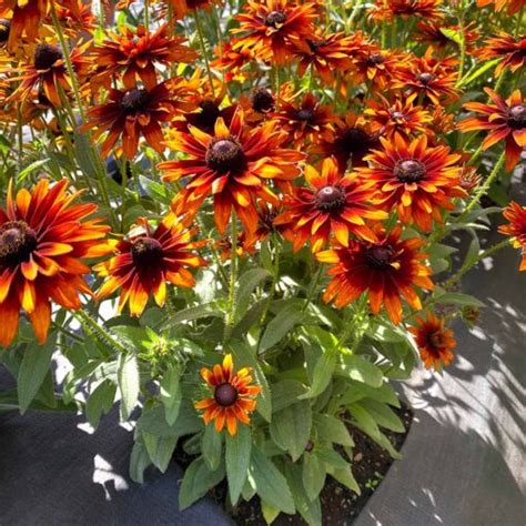 Rudbeckia ‘summer Sienna Terra Nova® Nurseries Inc