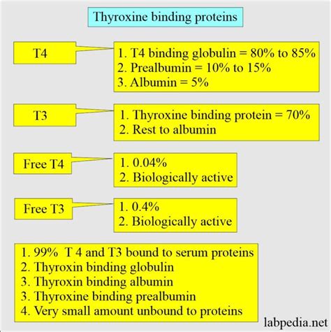 Thyroid Part 3 Thyroxine Binding Globulin Tbg