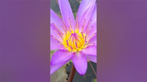 শাপলা ফুলের পোকা। Bangladesh Naturebeauty প্রকৃতির রং Rawbeauty শাপলা গান বাংলাগান Youtube