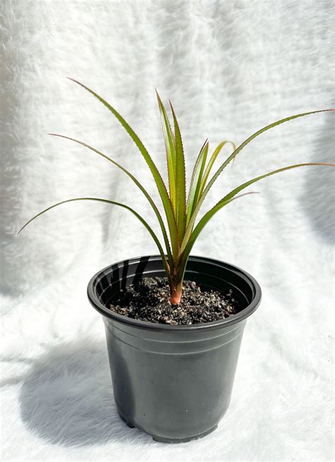 Screw Pine Pandanus Utilis Seedlings Etsy