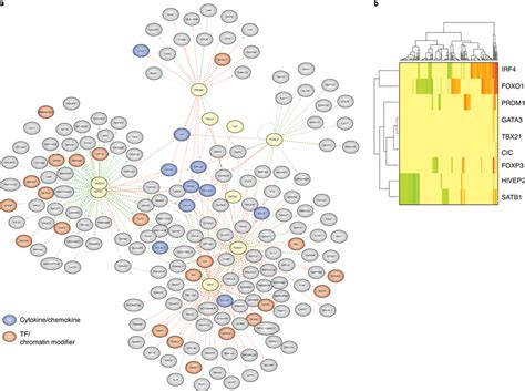 functional dissection of gene networks downstream of key tfs in human