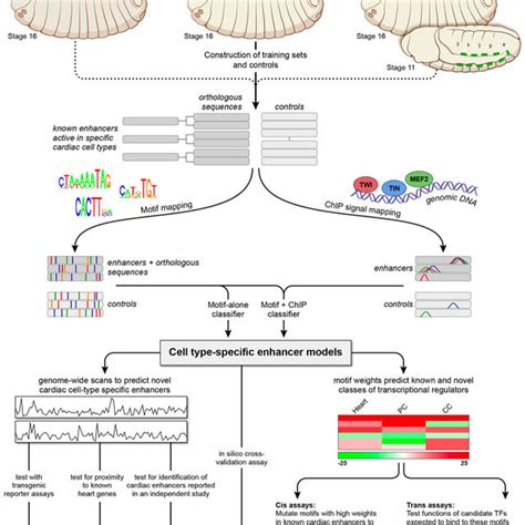 Schematic Overview Of The Computational And Experimental Strategy Download Scientific Diagram