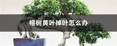 榕树黄叶掉叶怎么办 花百科