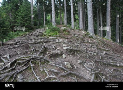 Forest Connected Roots Hi Res Stock Photography And Images Alamy