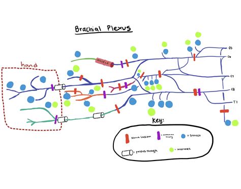 Ultimate Brachial Plexus Quiz
