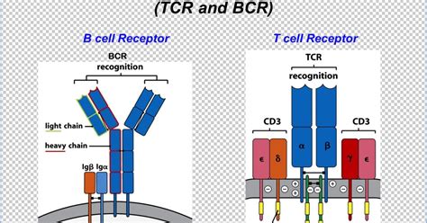 T細胞受器t Cell Receptor Tcr 小小整理網站 Smallcollation