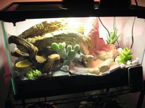20 Gallon Desert Vivarium Leopard Gecko Leopard Gecko Gecko