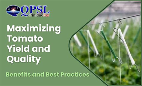 Maximizing Tomato Yield And Quality The Benefits And Best Practices Of Using Galvanized Tomato
