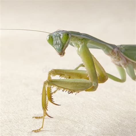 Giant Malaysian Shield Praying Mantis Rhombodera Basalis Resting On A