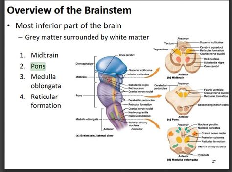 What Are The 3 Parts Of The Brain Stem At Magda Salas Blog