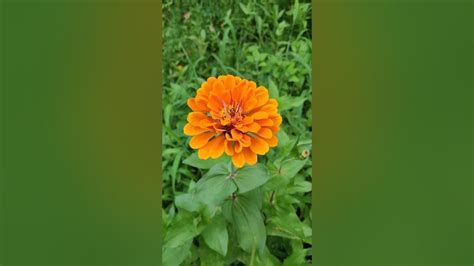 꽃은 아름답다 Youtube