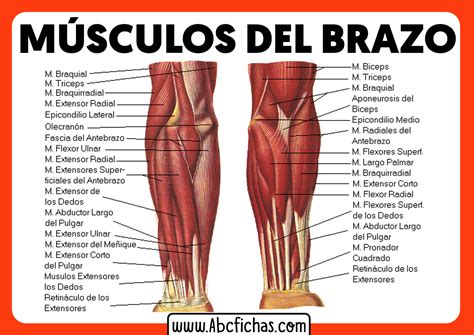 Musculos Del Antebrazo Abc Fichas