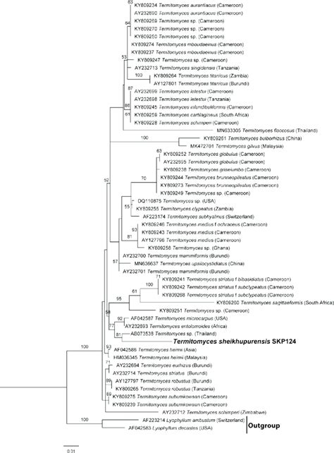 Molecular Phylogenetic Analysis By Maximum Likelihood Ml Method Based