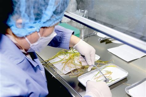 我国在国际上首次完成水稻全生命周期空间培养实验 江阴日报