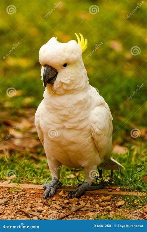 Angry Cockatoo Stock Image 8590225