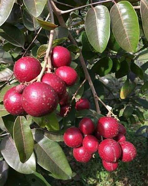 Ruby Longan Live Plant Dimocarpus Longan N Veliyathgardens