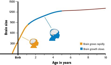 Brains The Smithsonian Institutions Human Origins Program Brain Size Human Brain Teaching
