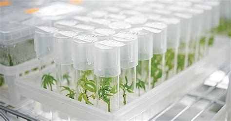 Wet Lab Plant Tissue Culture Workshop Micropropagation Kit Included 995 Market St San